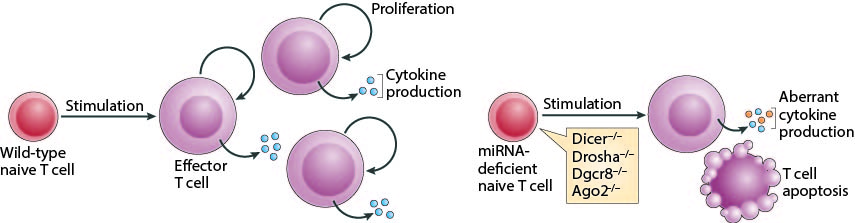 MicroRNA regulation of helper T cell differentiation and immune effector functions | The Ansel Lab